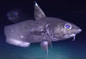 UnderwaterTimes.com | Fish News