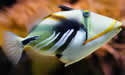 UnderwaterTimes.com | Fish News