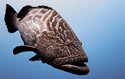 UnderwaterTimes.com | Fish News