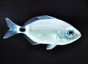 UnderwaterTimes.com | Fish News