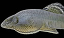 UnderwaterTimes.com | Fish News
