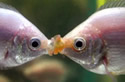 UnderwaterTimes.com | Fish News