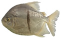 UnderwaterTimes.com | Fish News