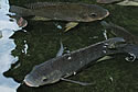 UnderwaterTimes.com | Fish News