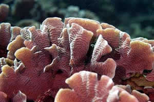 UnderwaterTimes | Scientists: Managing Other Stressors Key to Saving ...