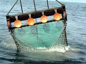 UnderwaterTimes | Kinder, Gentler Scallop Dredge Invented To Minimized ...