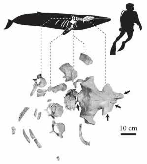 UnderwaterTimes | Scientists: Ancient Whale Fall From California's Año ...
