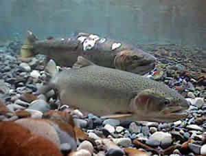 UnderwaterTimes | Study: Fish Hatcheries Super-Charge The Speed Of Evolutio