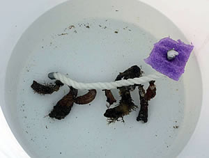 UnderwaterTimes | Invasive Sea Squirt Threatens Connecticut's $30 ...